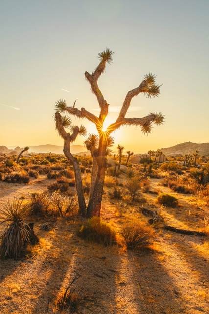 Escape the Chill: Top National Parks to Visit This Winter